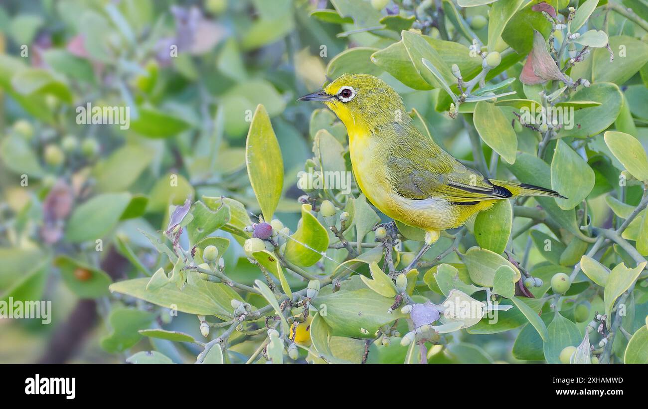 Mangrove canary hi-res stock photography and images - Alamy