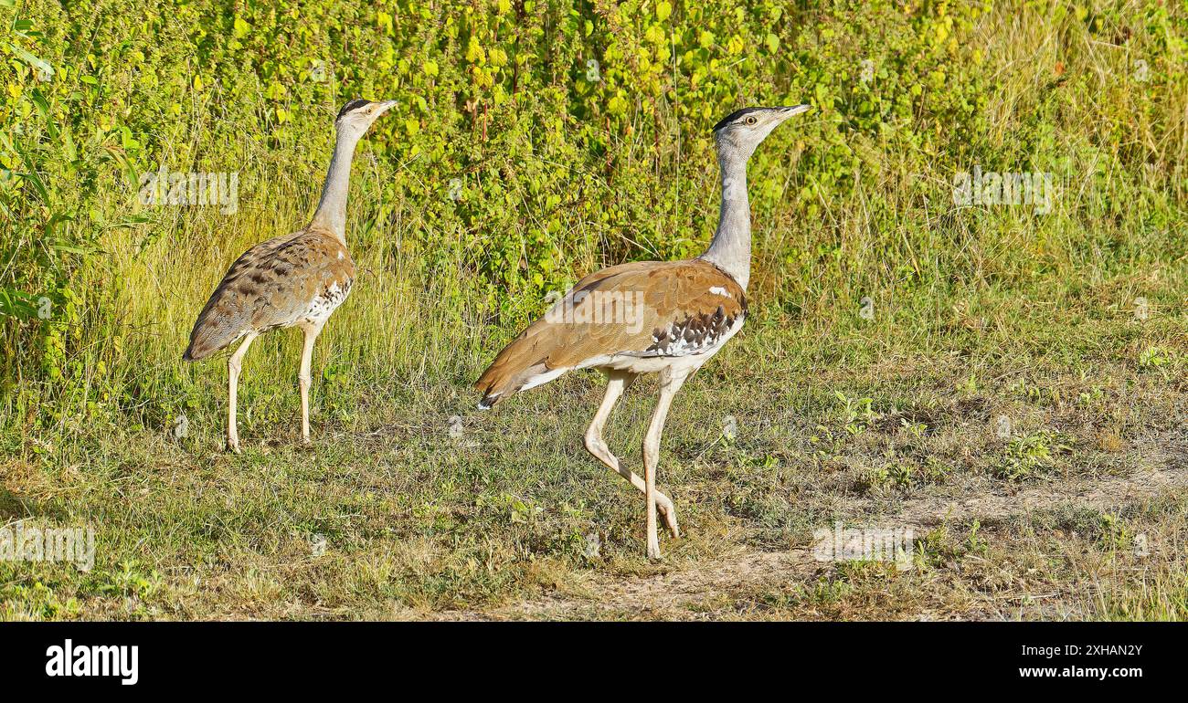 Australian bustard hi-res stock photography and images - Alamy