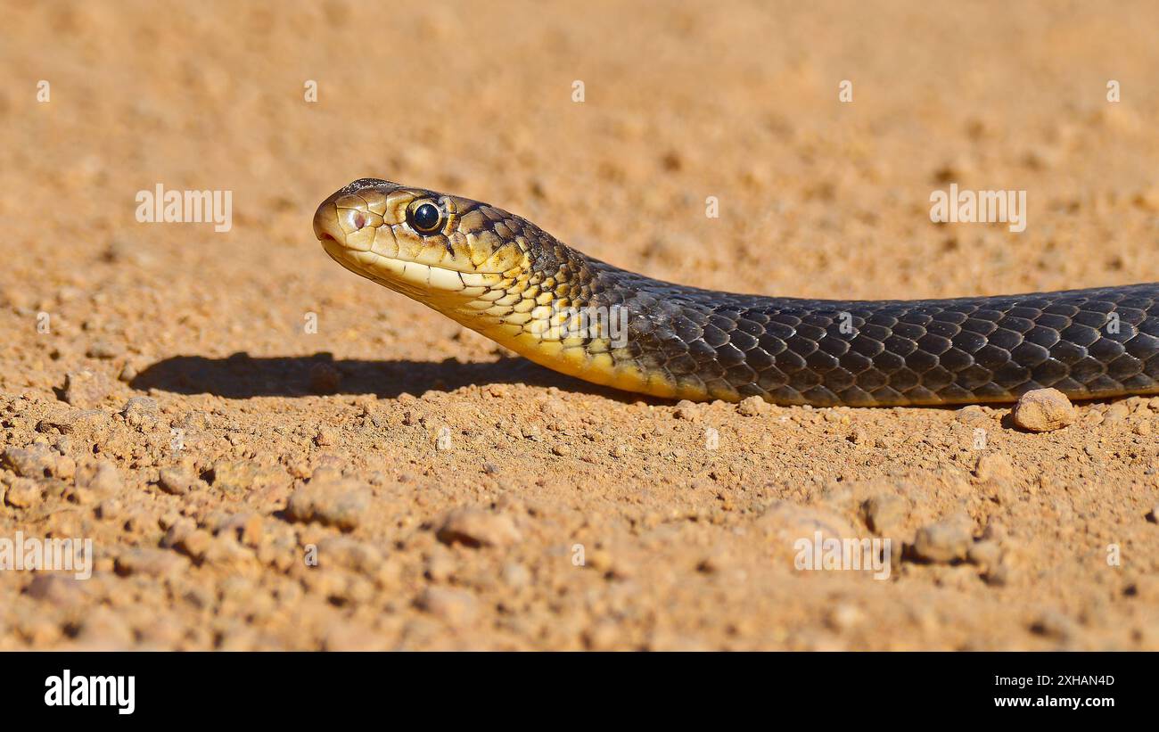 Demansia vestigiata hi-res stock photography and images - Alamy
