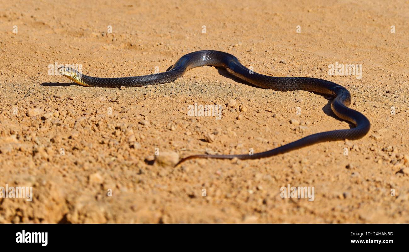 Wide image of whole body of Lesser black whipsnake (Demansia vestigiata ...