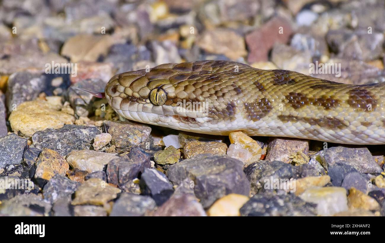 Close up head shot of Children's python (Antaresia childreni) on a ...