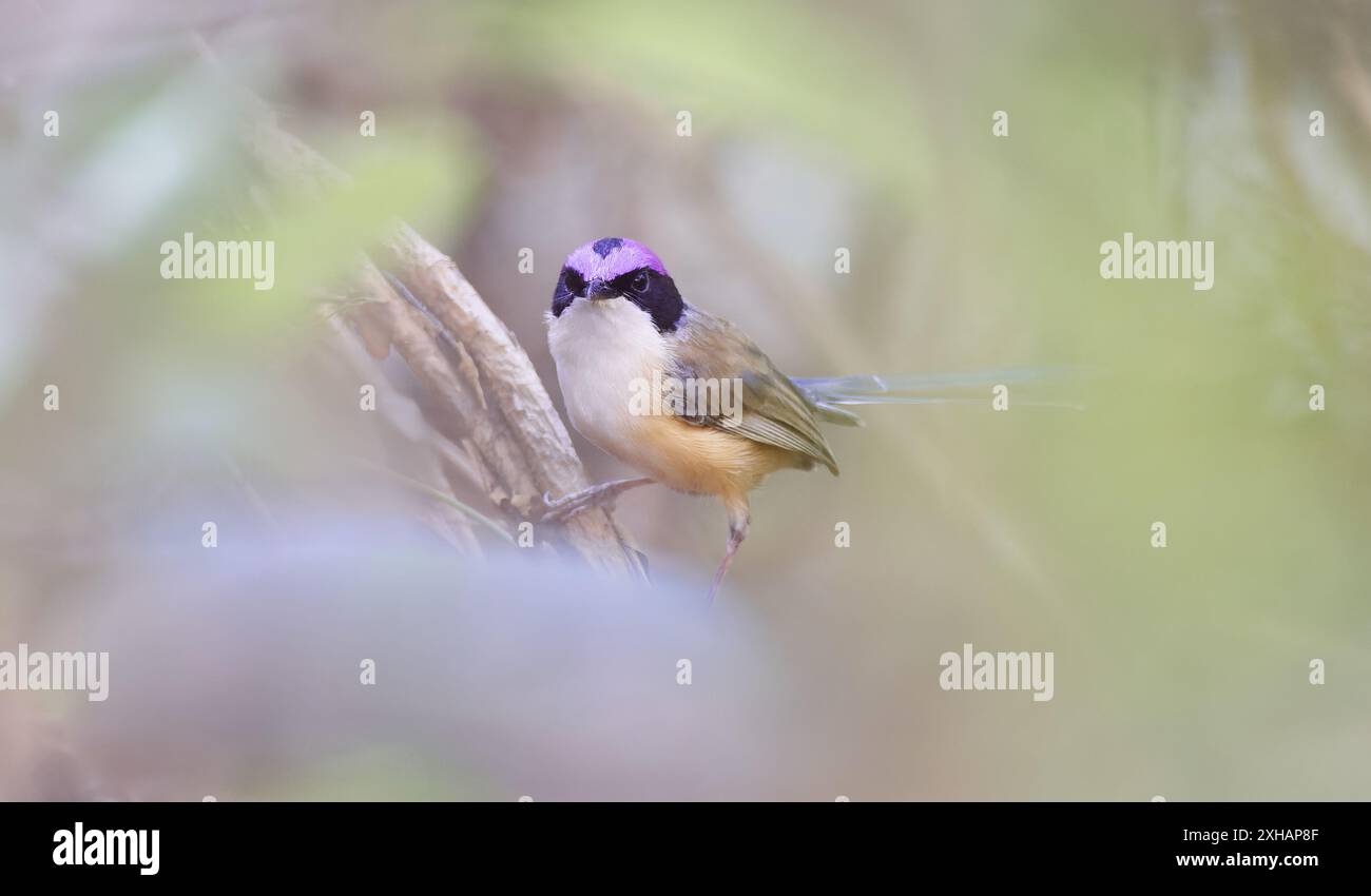 Male Purple-crowned fairywren (Malurus coronatus) wren in breeding ...