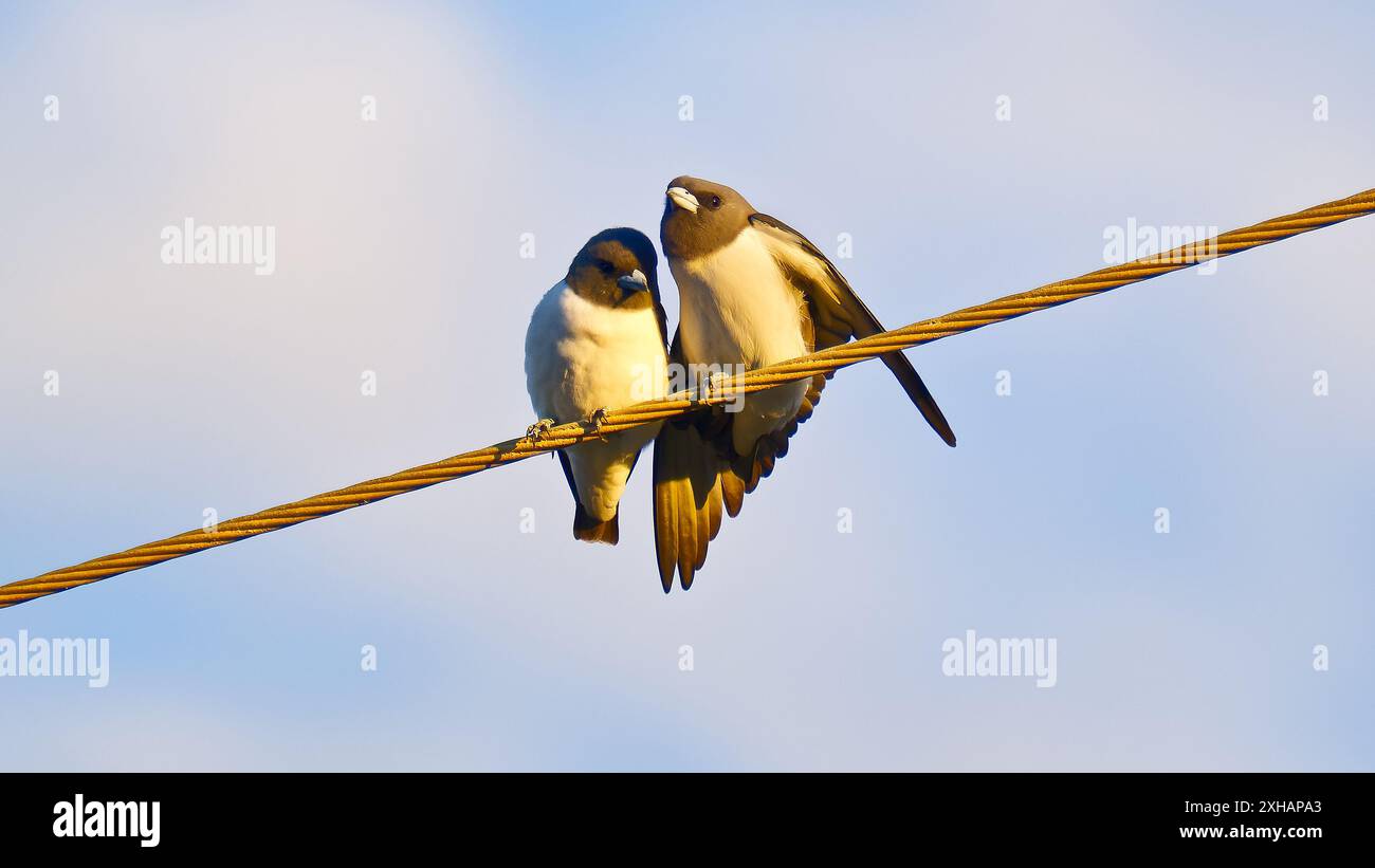 Two White-breasted woodswallow (Artamus leucorynchus) stretching ...