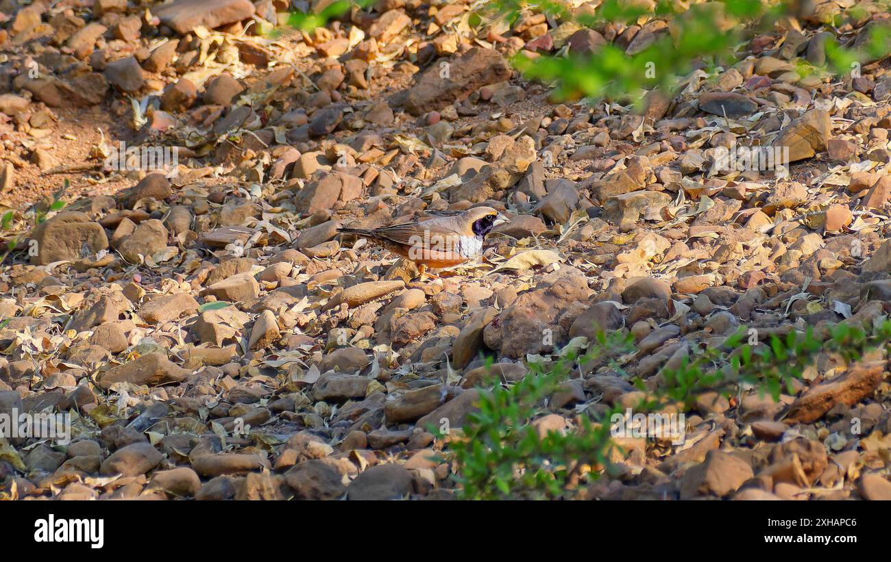 Pictorella mannikin munia finch (Heteromunia pectoralis) feeding in ...