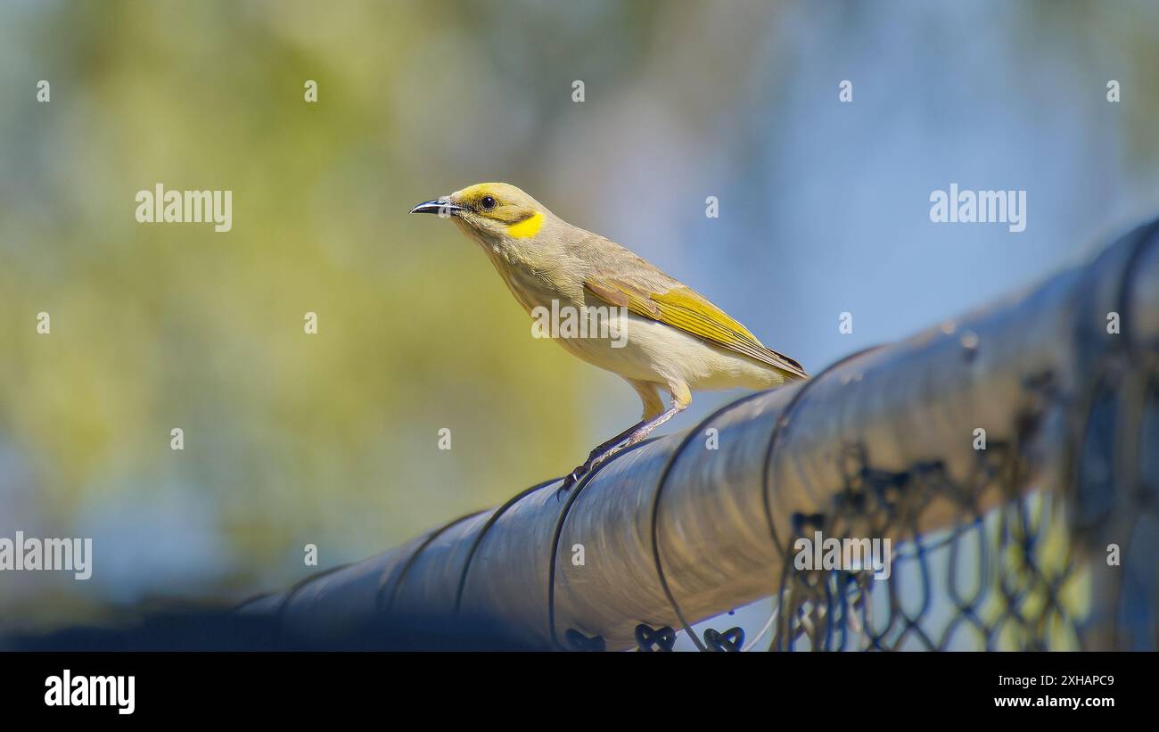 Grey-fronted honeyeater (Ptilotula plumula) perched on cyclone wire ...