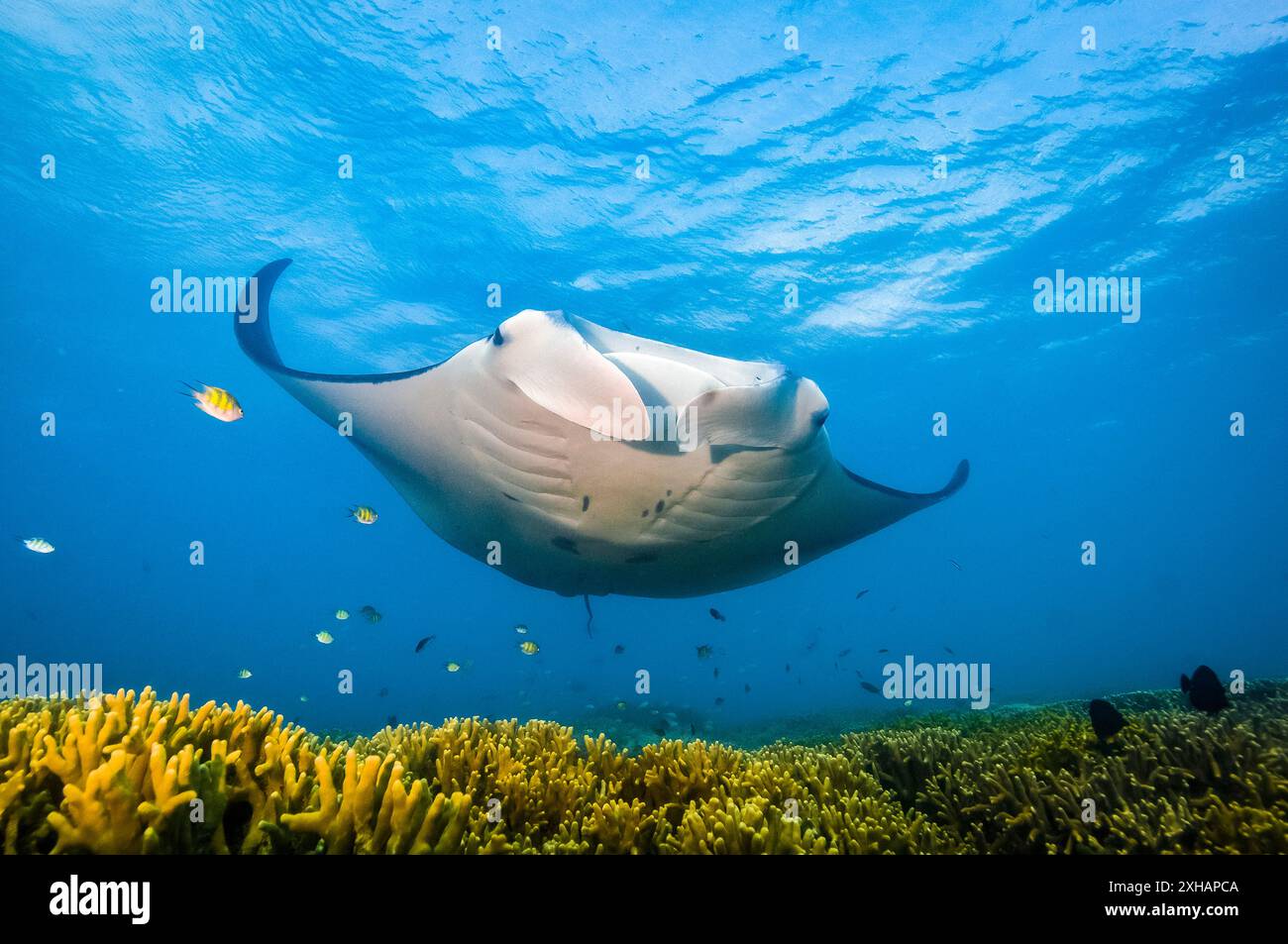 reef manta ray, Mobula alfredi, getting cleaned by reef fish at ...