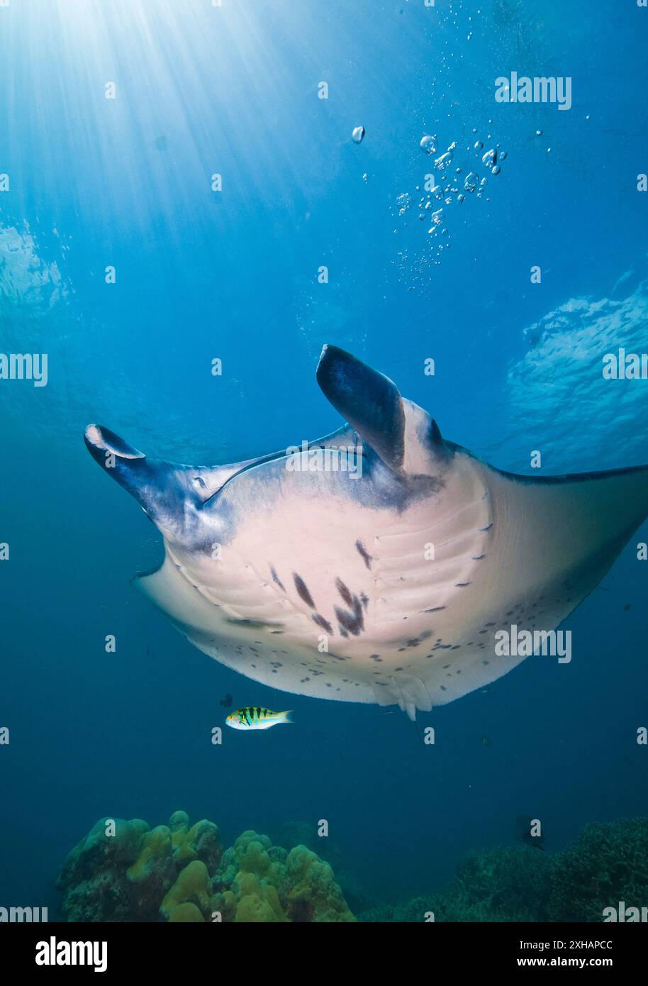 reef manta ray, Mobula alfredi, Yap, Micronesia, Pacific Ocean Stock ...