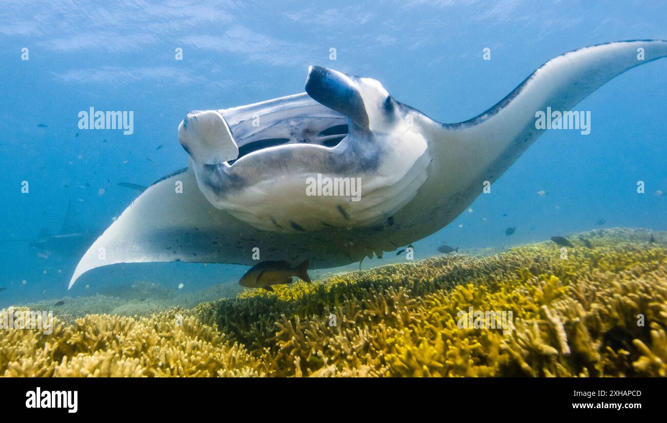 reef manta ray, Mobula alfredi, getting cleaned by reef fish at ...