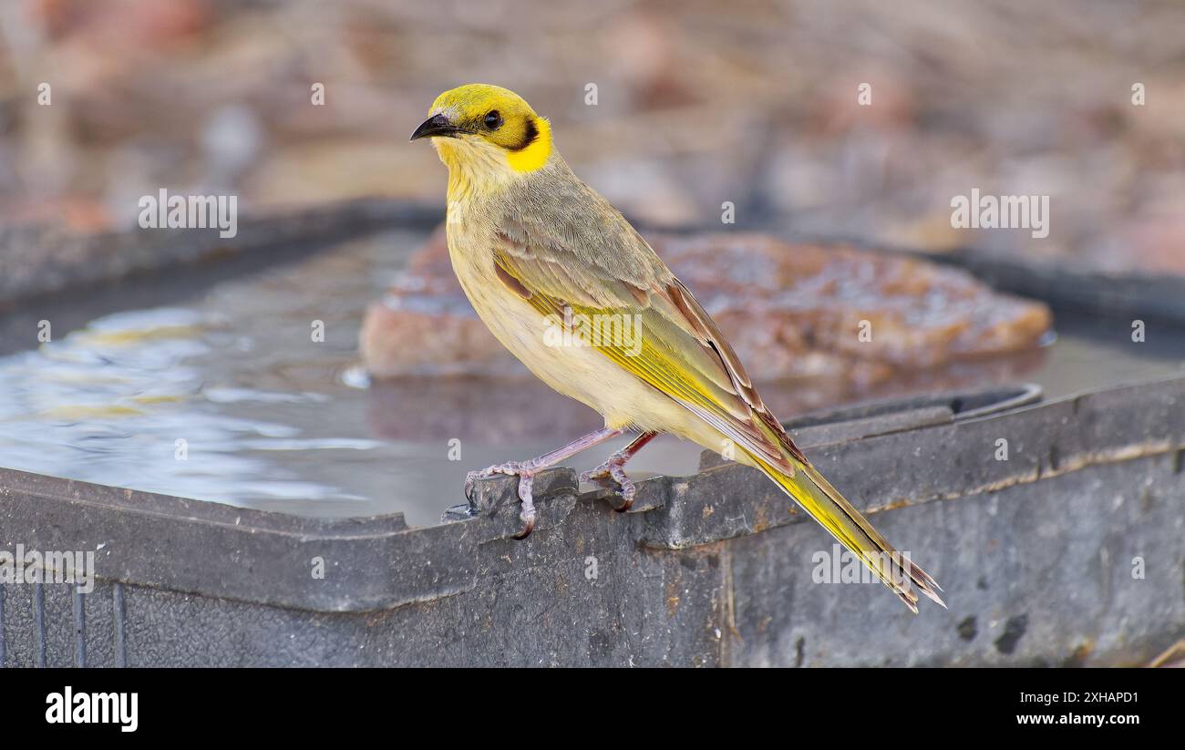 Grey-fronted honeyeater (Ptilotula plumula) perched on edge of drinking ...