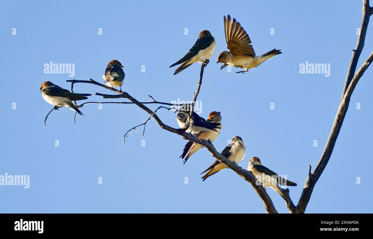 A group flock of Fairy martin (Petrochelidon ariel) in a denuded tree ...