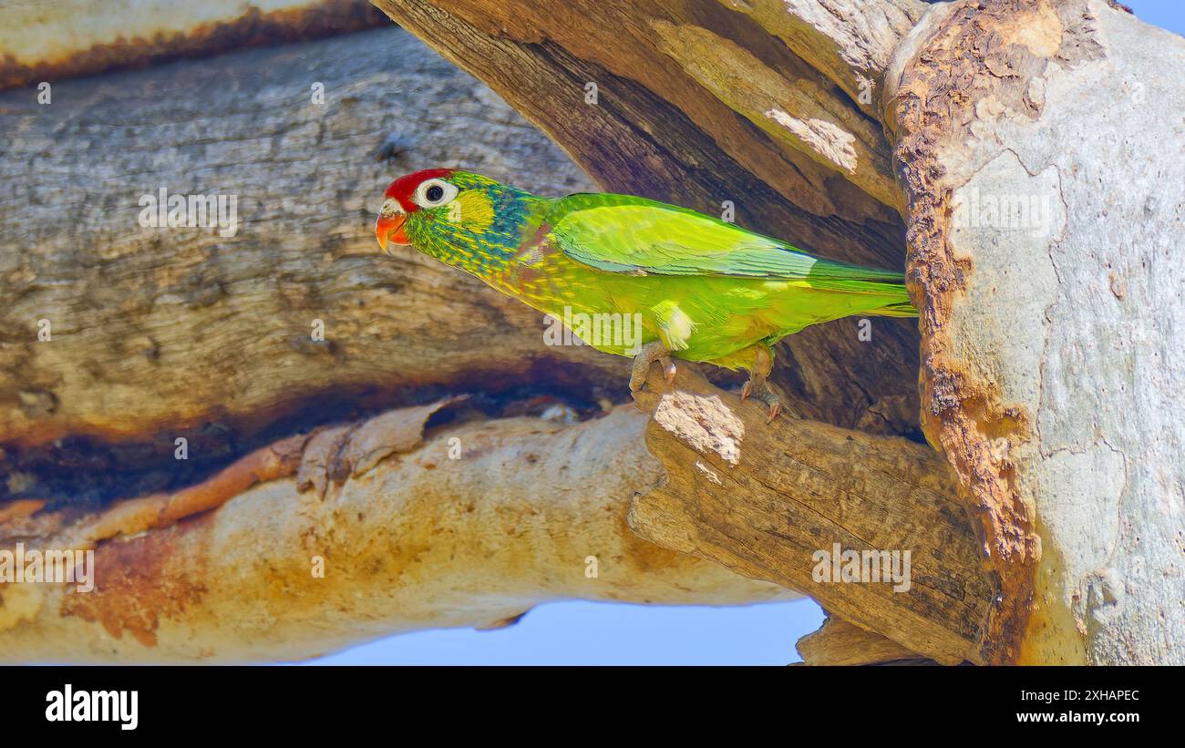 Eucalyptus versicolor hi-res stock photography and images - Alamy