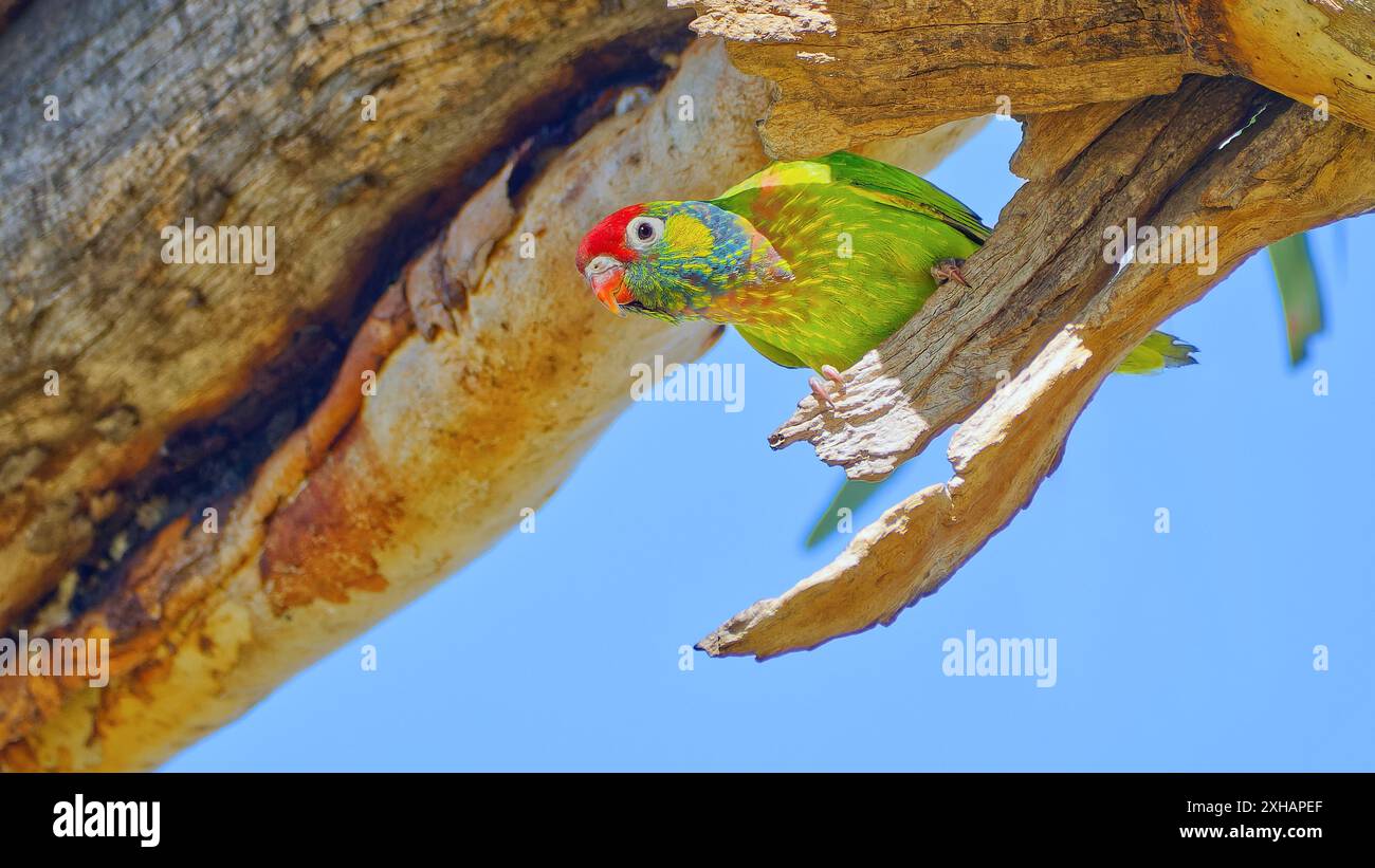 Eucalyptus versicolor hi-res stock photography and images - Alamy