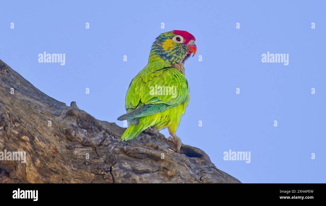 Eucalyptus versicolor hi-res stock photography and images - Alamy