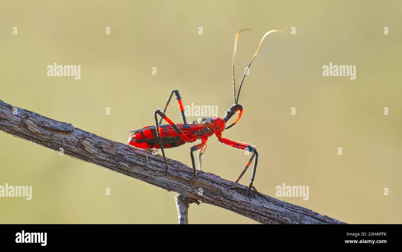 Assassin bug (Poecilosphodrus gratiosus) Queensland, Australia Stock ...