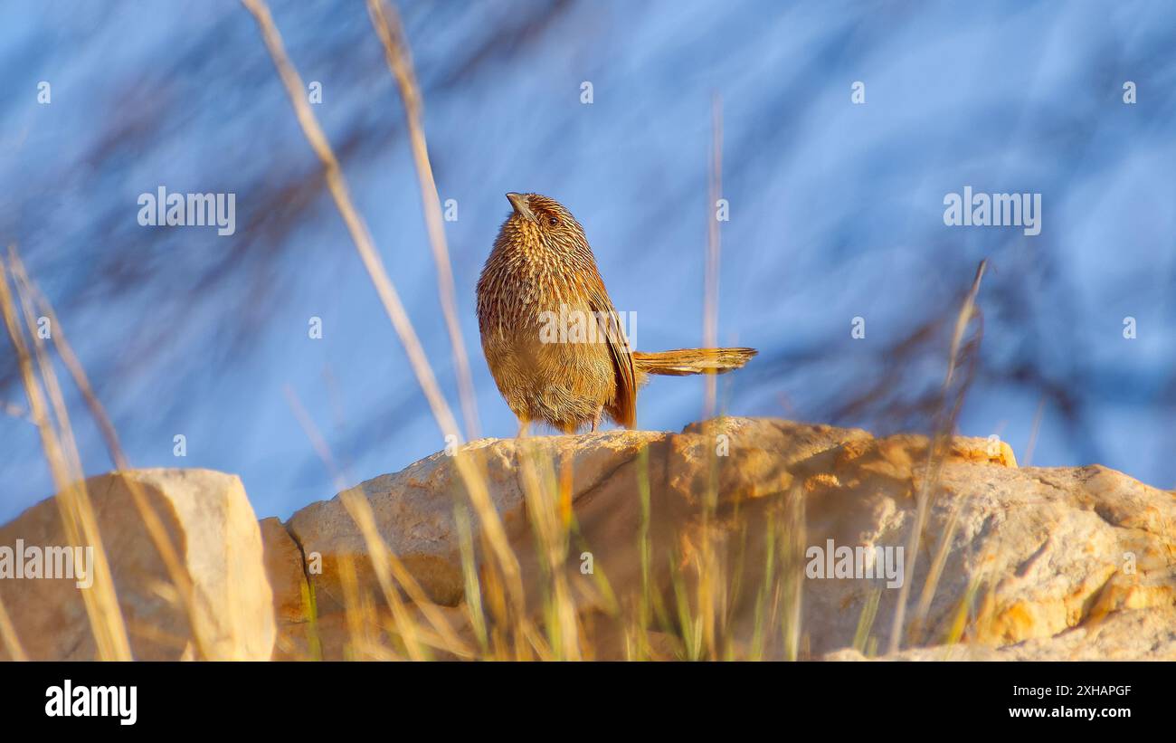 Male Kalkadoon grasswren (Amytornis ballarae) perched on rock amidst ...