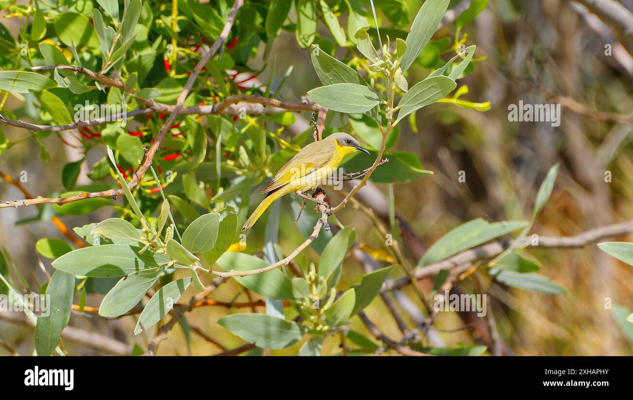 Grey-fronted honeyeater perched in leafy Acacia tree in the sun at ...
