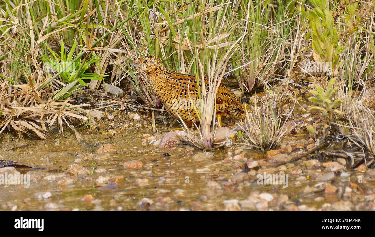 Brown quail (Synoicus ypsilophorus) emerging from grass cover near wet ...