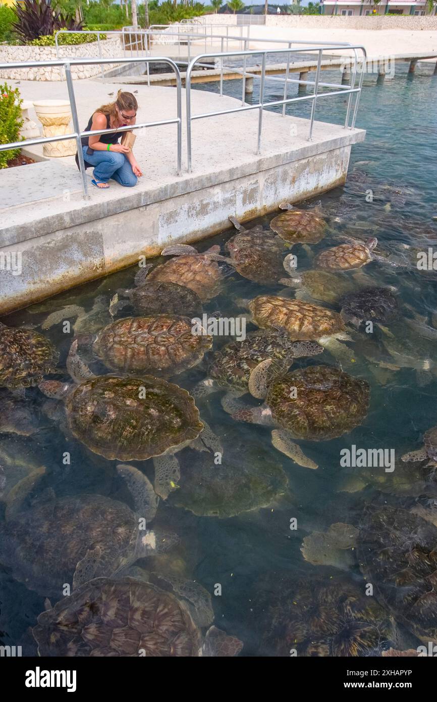 green sea turtle, Chelonia mydas, Cayman Turtle Centre, where turtles ...