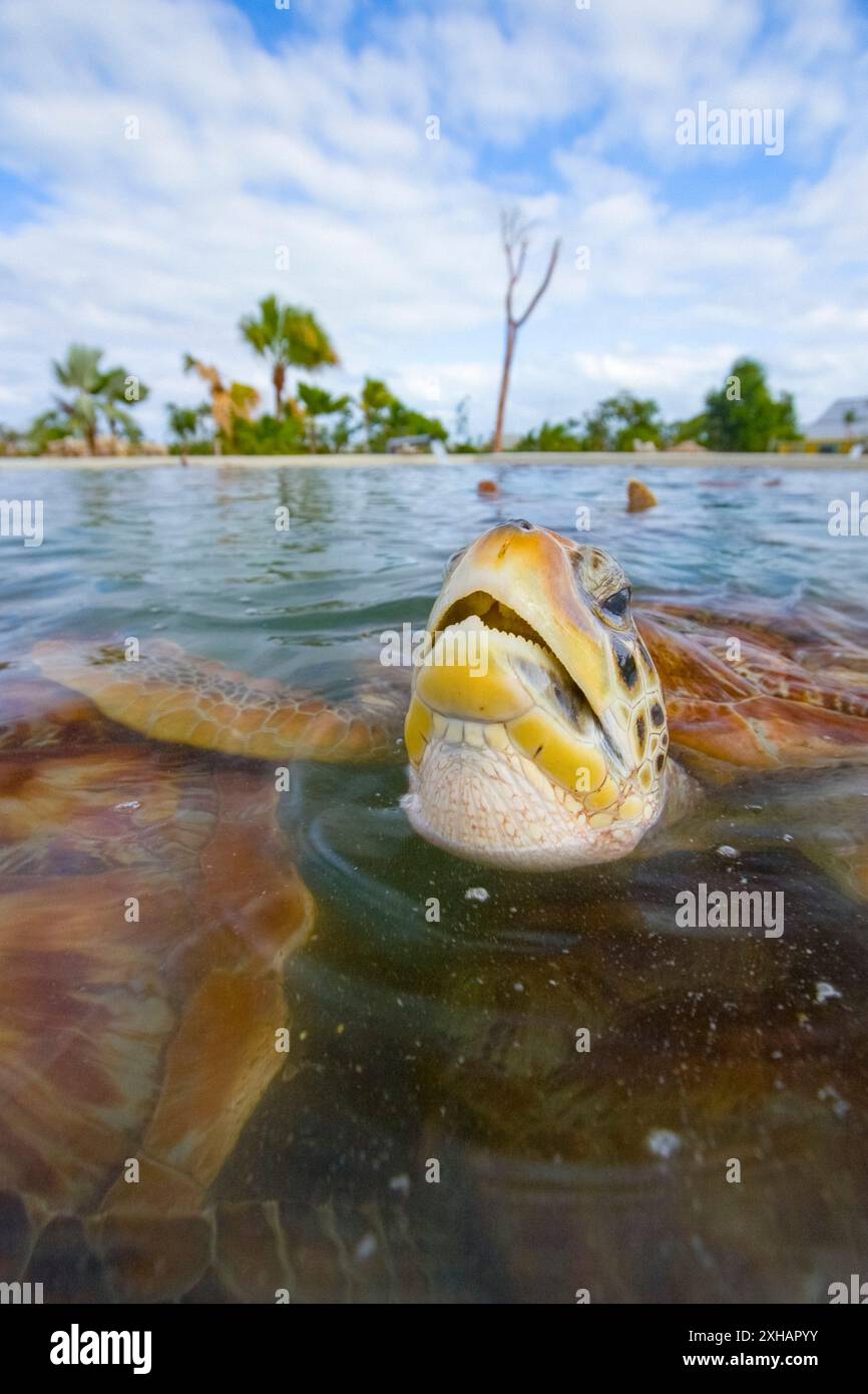green sea turtle, Chelonia mydas, Cayman Turtle Centre, where turtles ...