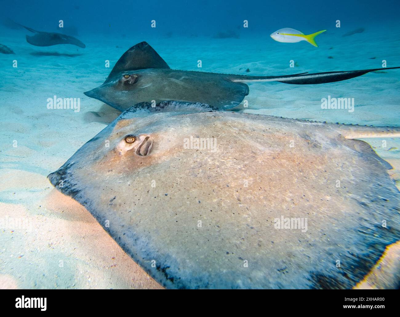 southern stingray, Dasyatis americana, Stingray City, Grand Cayman ...