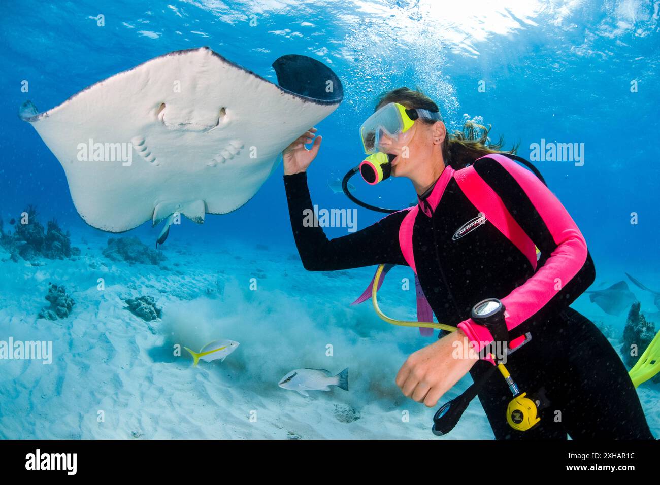 southern stingray, Dasyatis americana, Stingray City, Grand Cayman ...