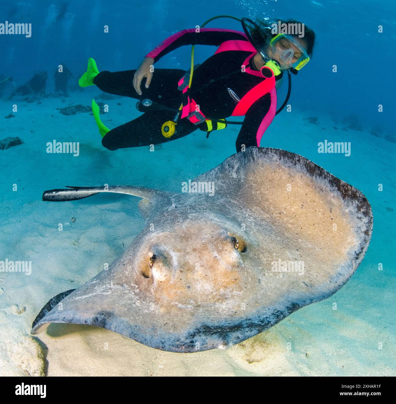 southern stingray, Dasyatis americana, Stingray City, Grand Cayman ...