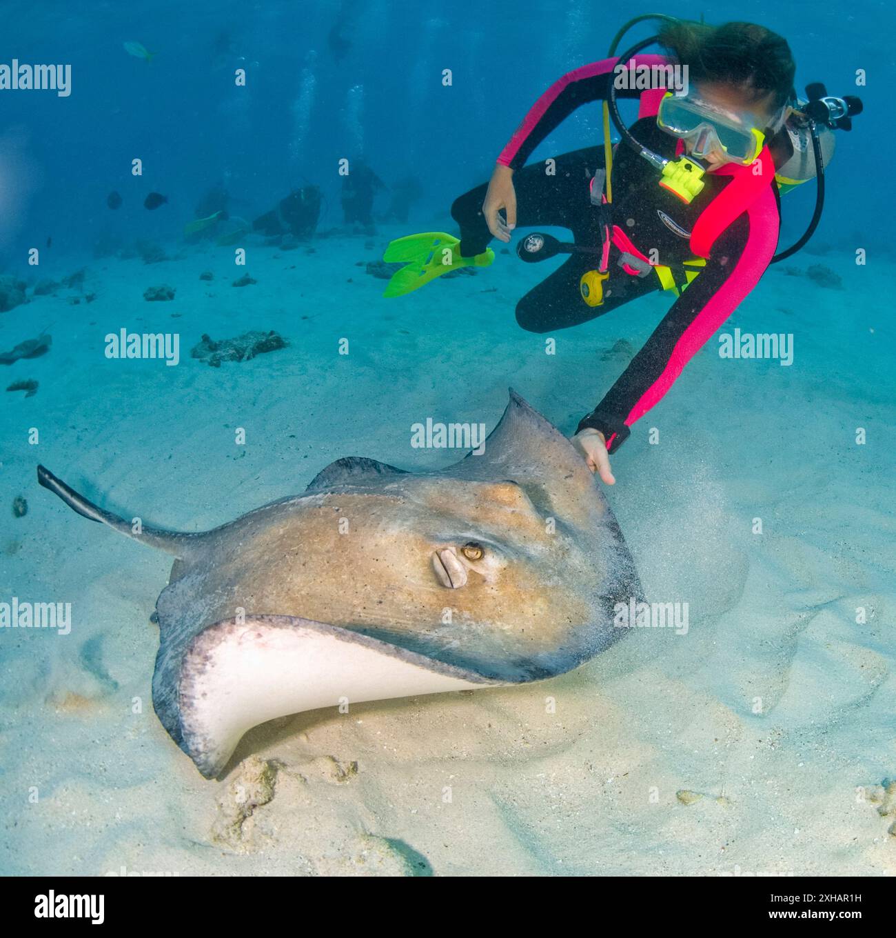 southern stingray, Dasyatis americana, Stingray City, Grand Cayman ...