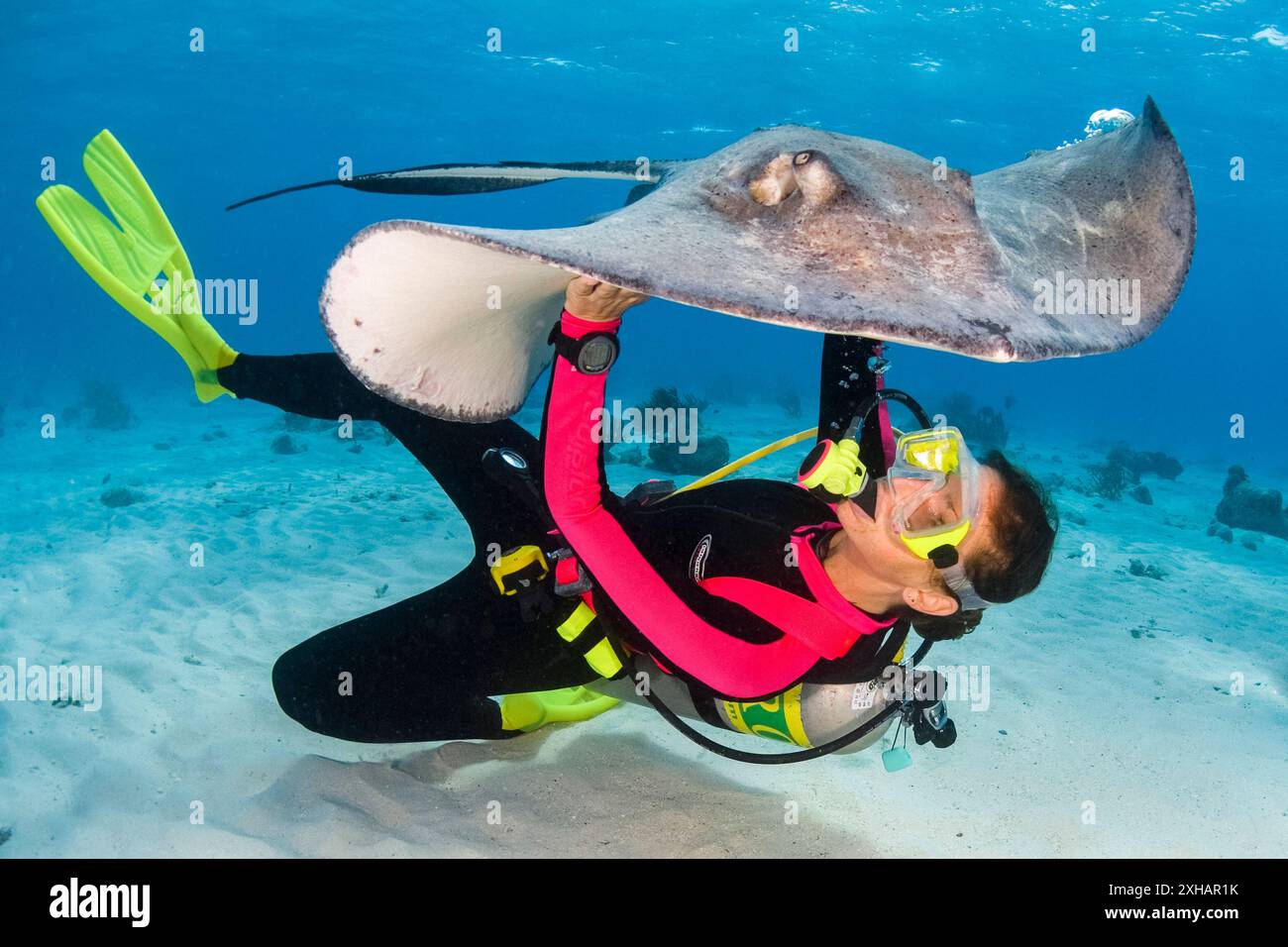 southern stingray, Dasyatis americana, Stingray City, Grand Cayman ...