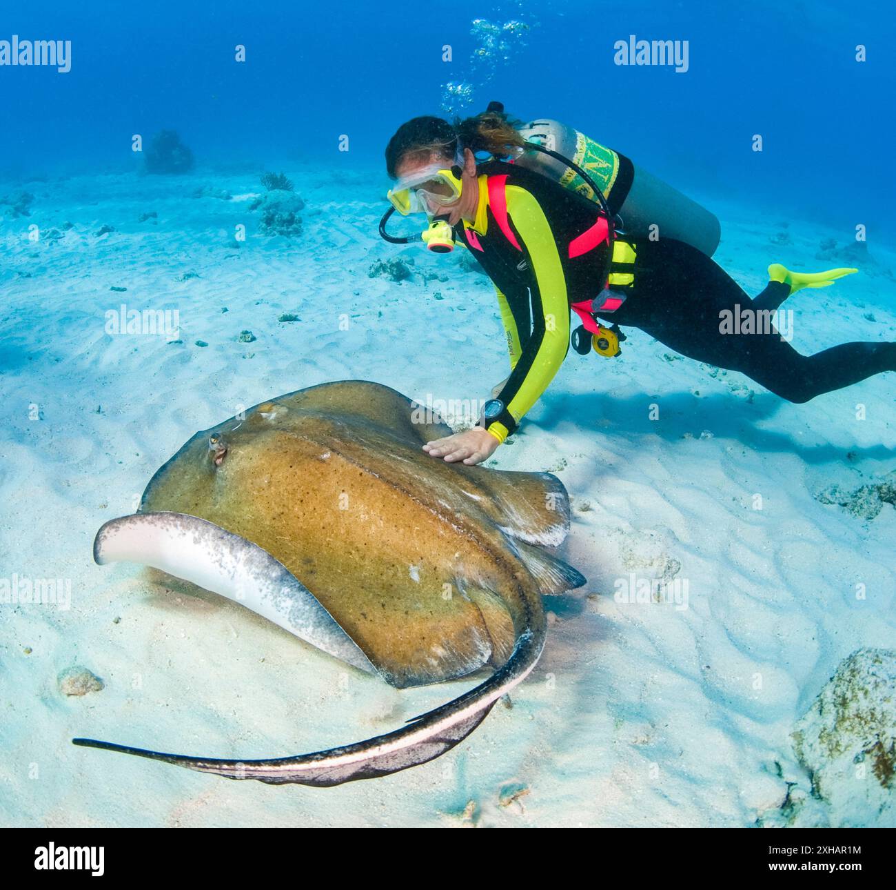 southern stingray, Dasyatis americana, Stingray City, Grand Cayman ...