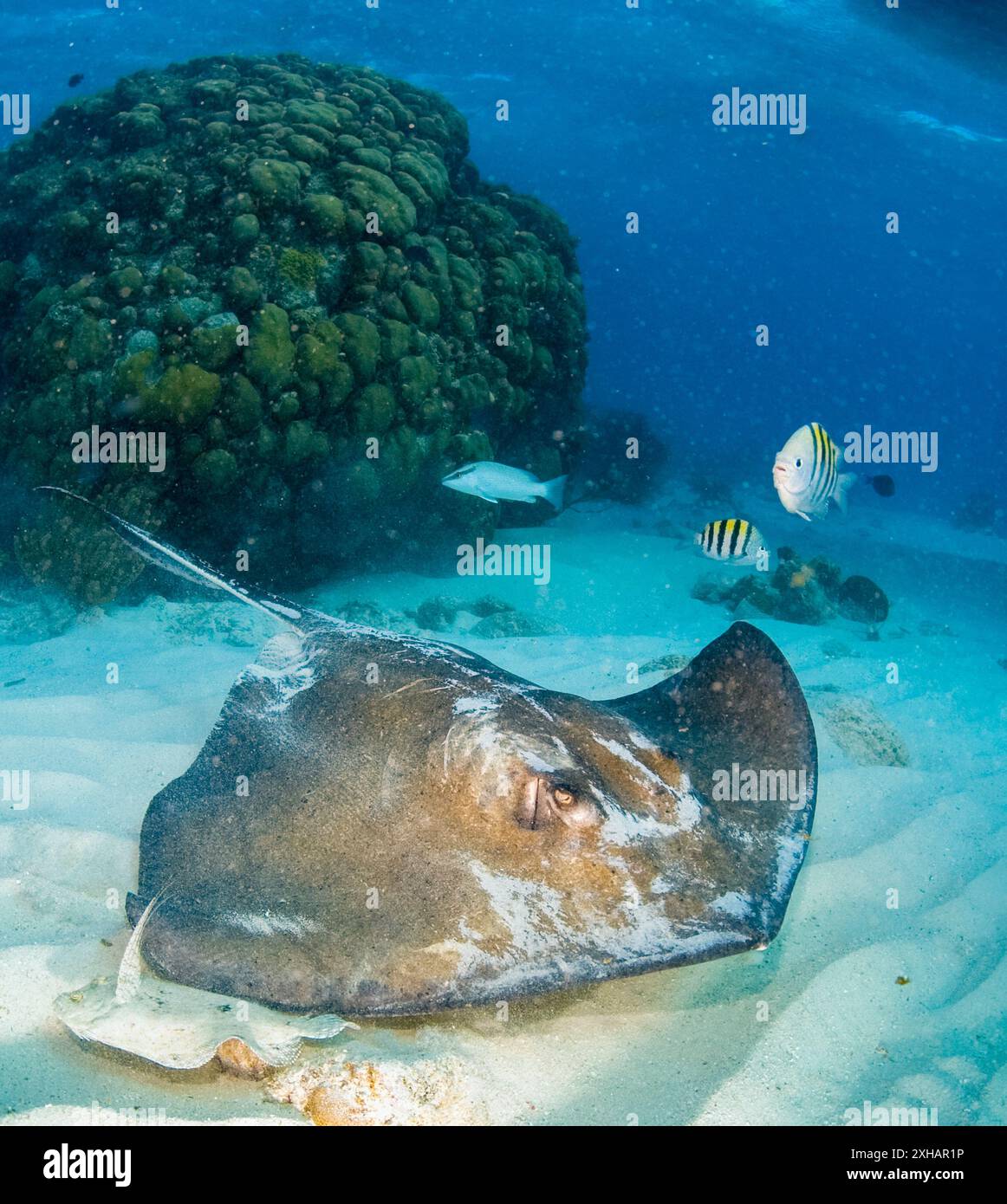 southern stingray, Dasyatis americana, Stingray City, Grand Cayman ...