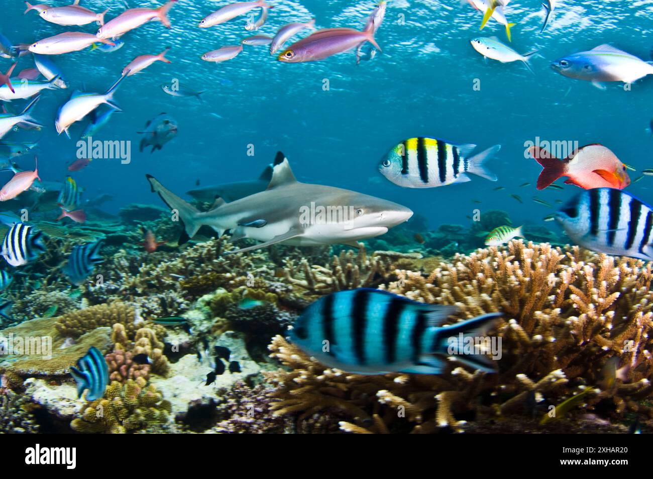 blacktip reef shark, Carcharhinus melanopterus, and various reef fish, swimming over the shallow ...