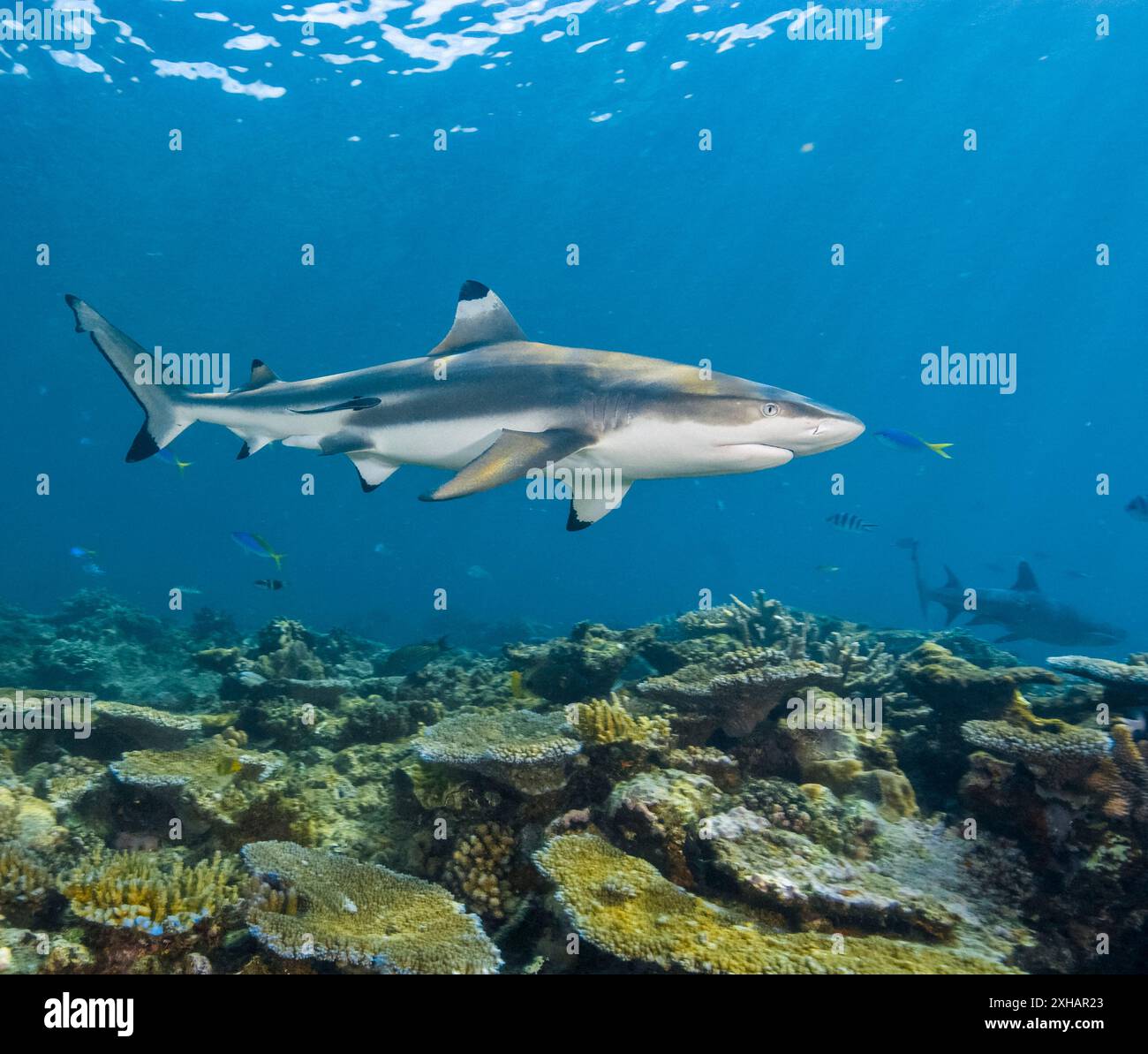 blacktip reef shark, Carcharhinus melanopterus, swimming over the shallow coral reef, Fiji ...