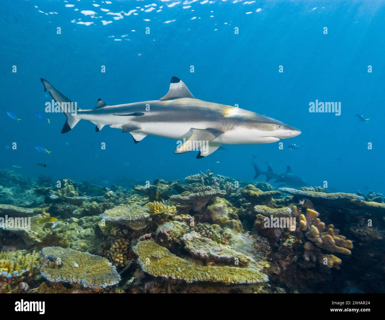 blacktip reef shark, Carcharhinus melanopterus, swimming over the ...