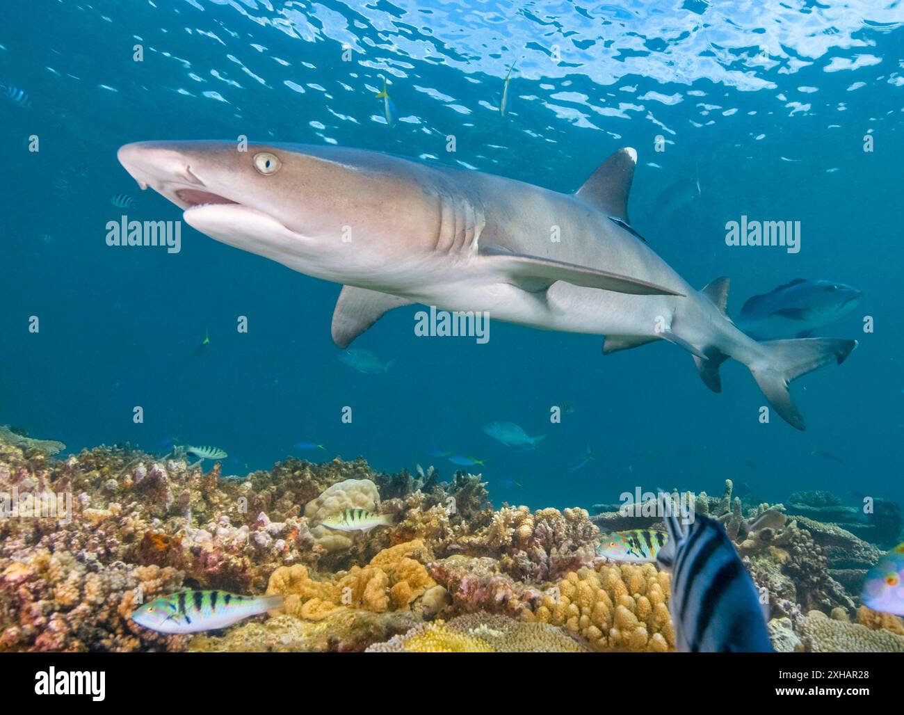 whitetip reef shark, Triaenodon obesus, swimming over the shallow coral ...