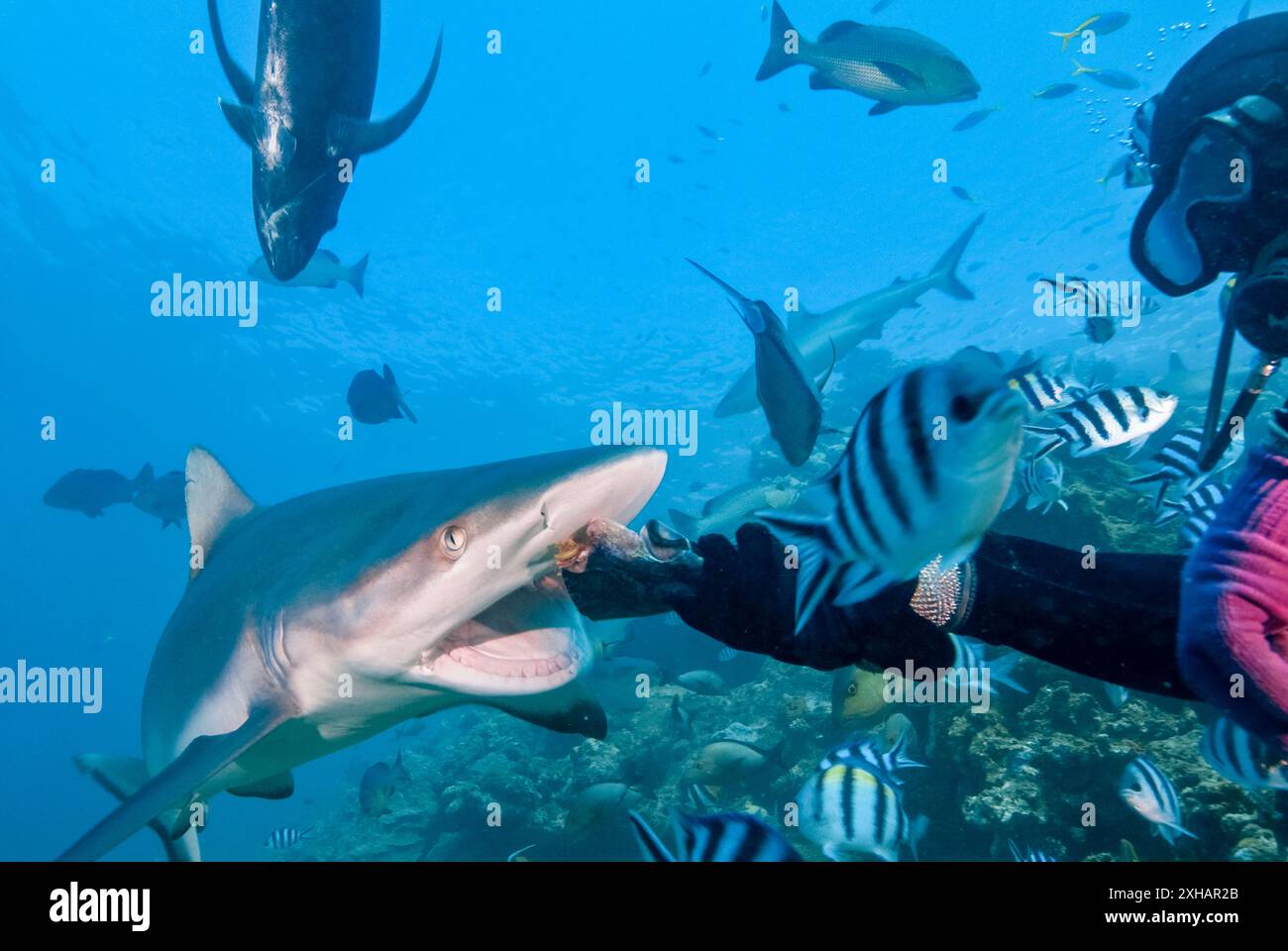 grey reef shark, Carcharhinus amblyrhynchos, Fiji, South Pacific Ocean ...