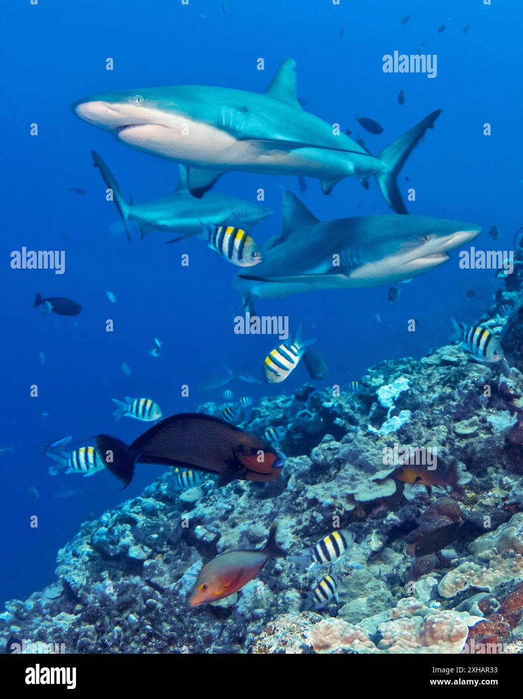 grey reef shark, Carcharhinus amblyrhynchos, Yap, Micronesia, Pacific ...