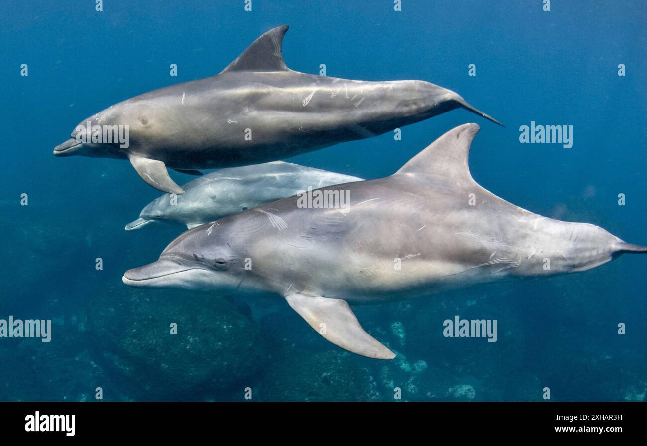 Indo-Pacific bottlenose dolphin, Tursiops aduncus, pod, Mikura-jima ...