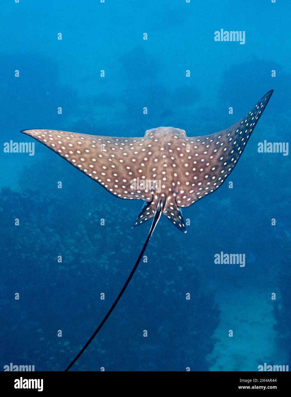ocellated eagle ray, Aetobatus ocellatus, Guam, Micronesia, Pacific ...