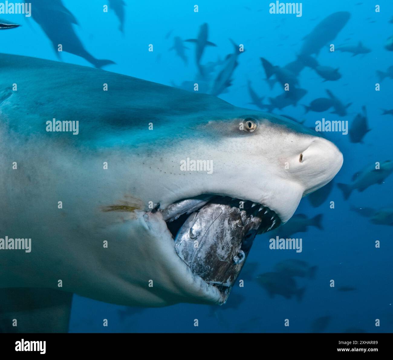 bull shark, Carcharhinus leucas, Beqa Lagoon, Fiji, South Pacific Ocean ...
