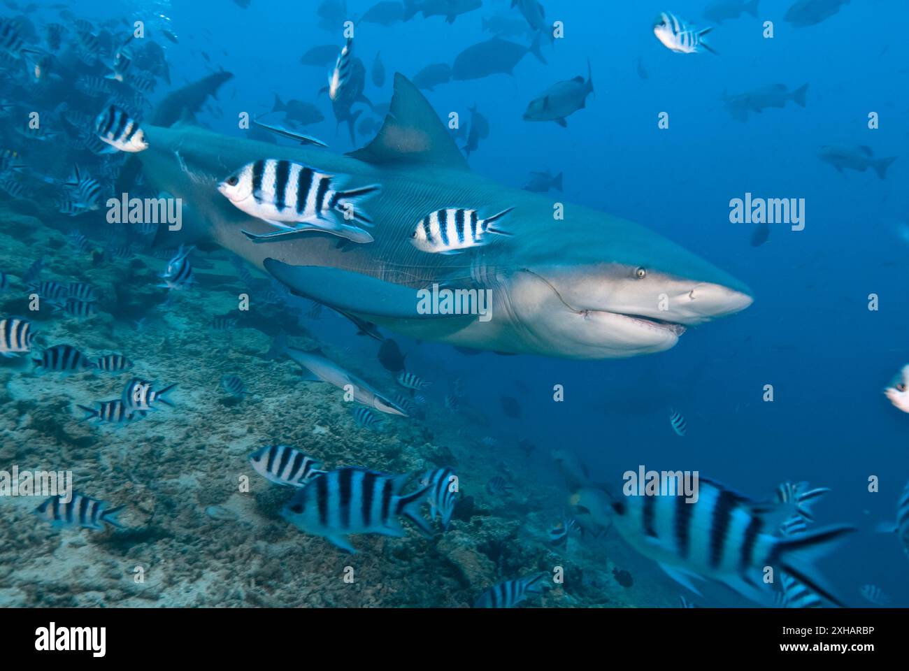 bull shark, Carcharhinus leucas, Beqa Lagoon, Fiji, South Pacific Ocean ...