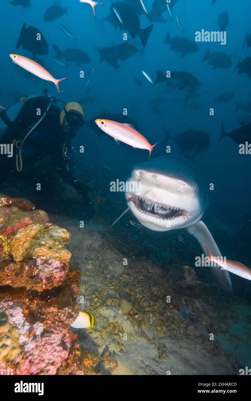 bull shark, Carcharhinus leucas, Beqa Lagoon, Fiji, South Pacific Ocean ...
