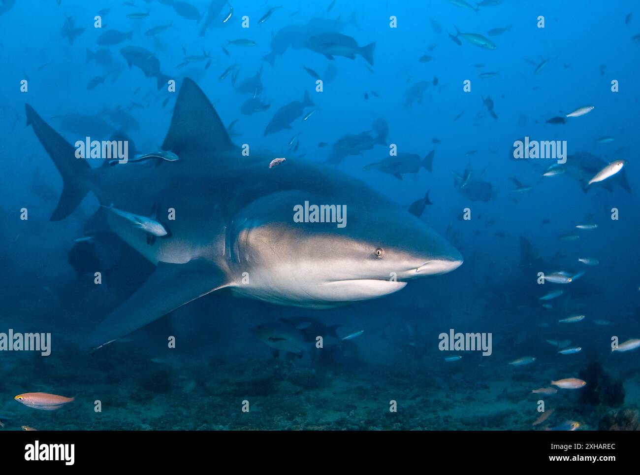bull shark, Carcharhinus leucas, Beqa Lagoon, Fiji, South Pacific Ocean ...