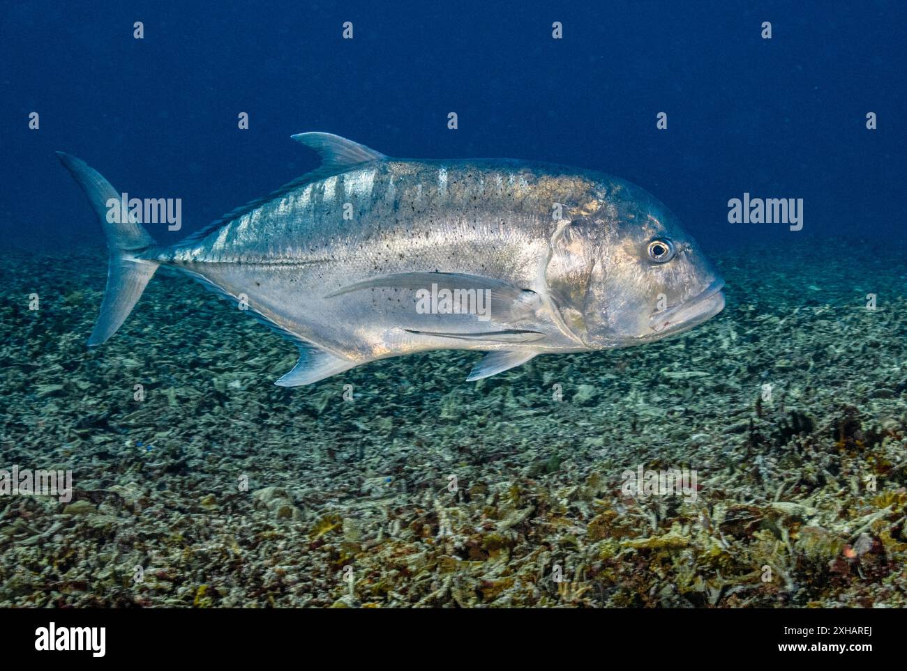 giant trevally, Caranx ignobilis, Serbete, East Nusa Tenggara, Lesser ...