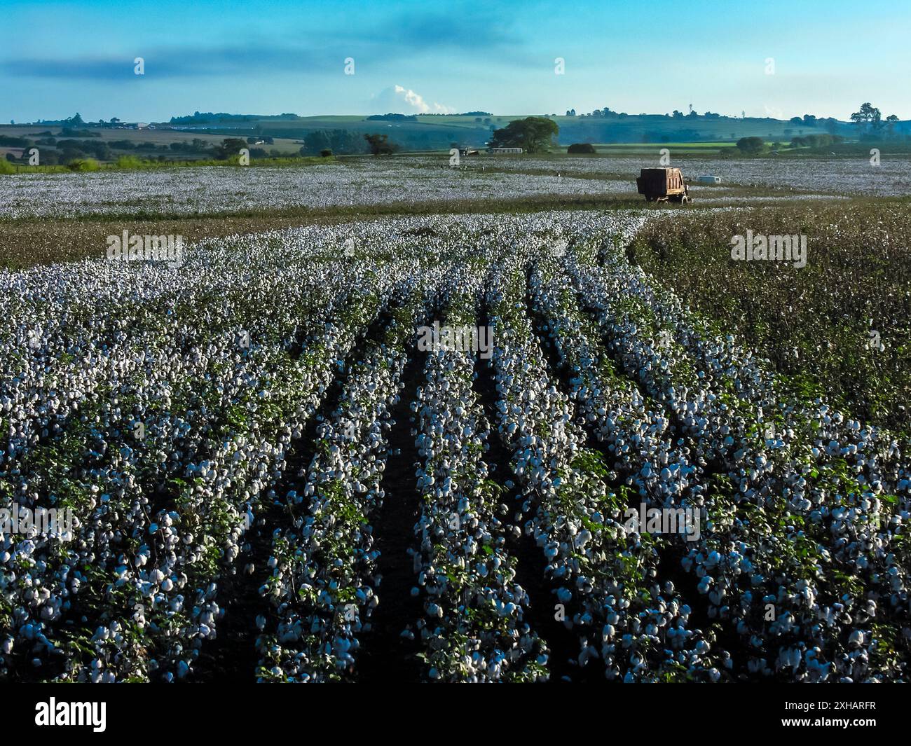 Leme, SP, Brasil, 10/05/2005. Colheita mecanizada do algodão no ...