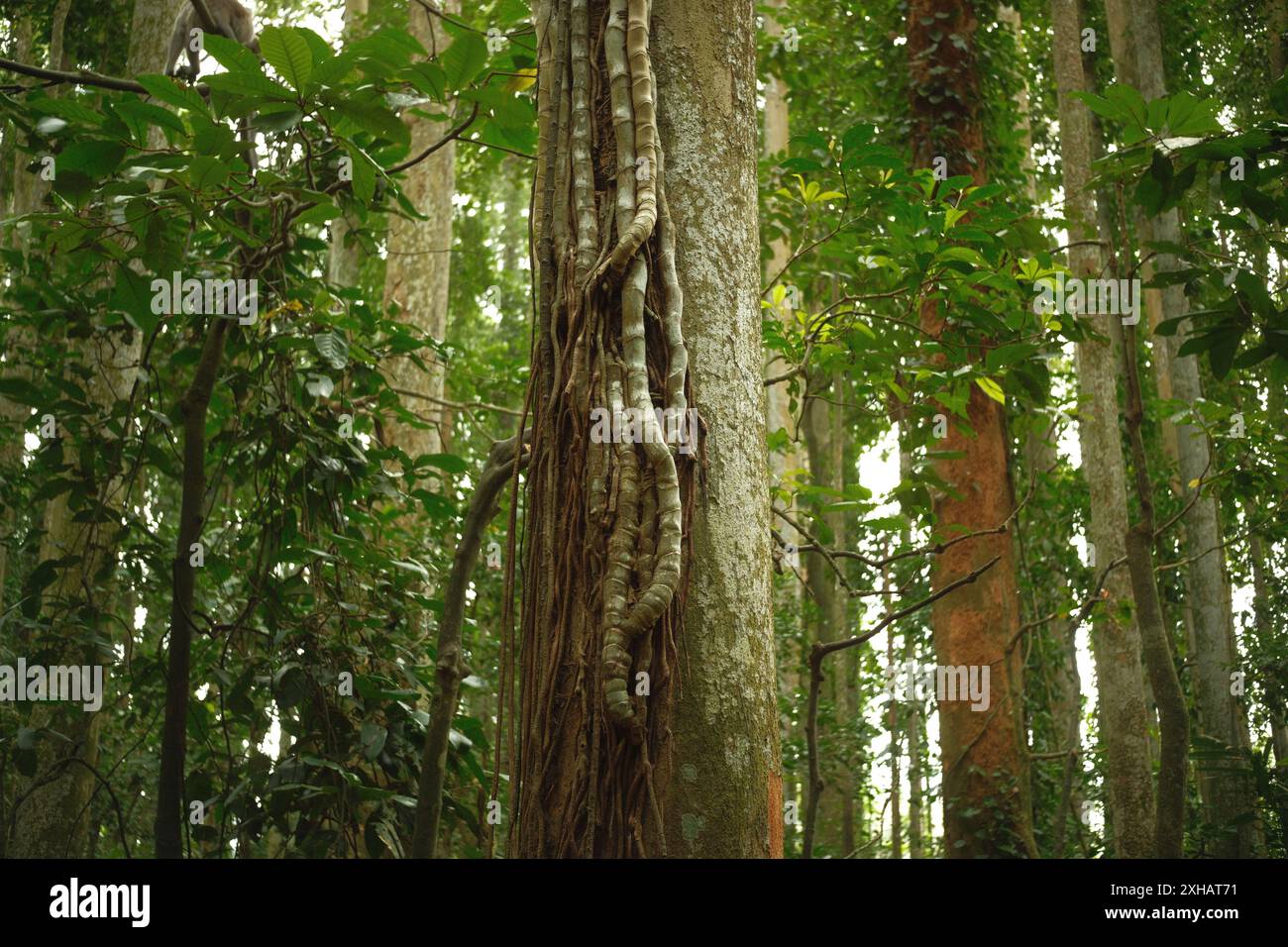 Entwined trees hi-res stock photography and images - Alamy