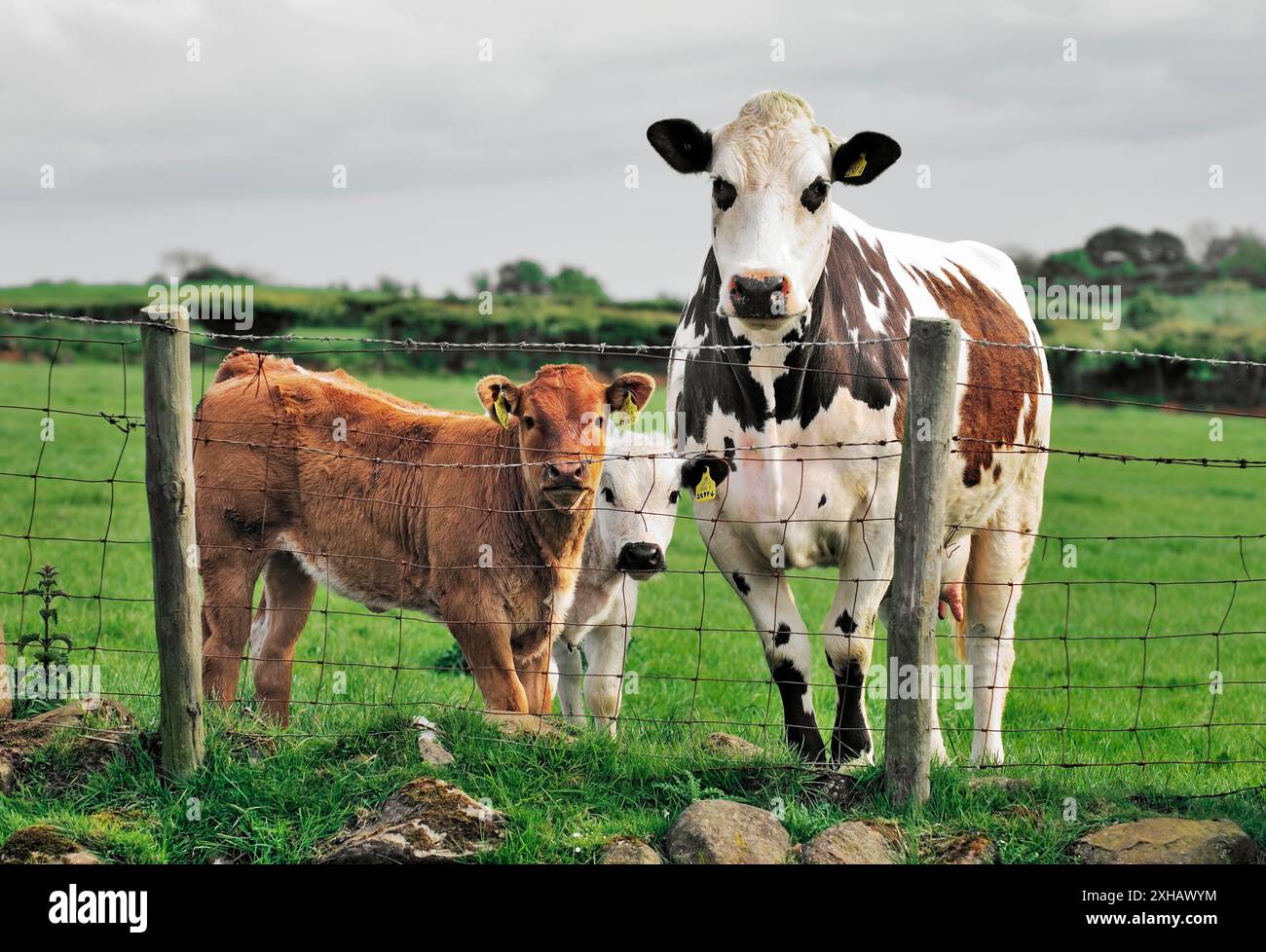 Dairy cattle on farm near Bushmills, County Antrim, Northern Ireland ...