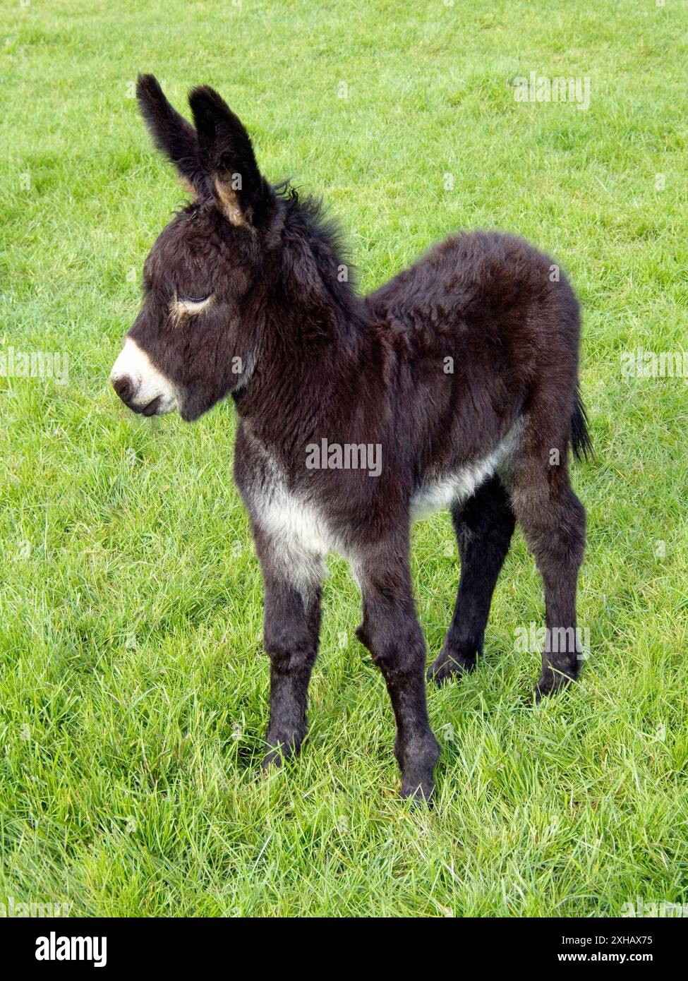 Irish donkey one week old foal Stock Photo - Alamy