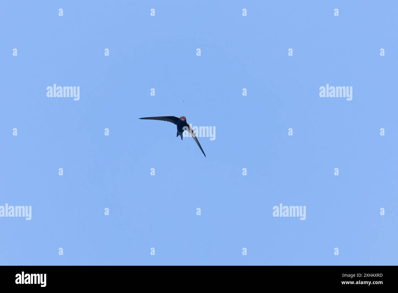 Common swift Apus apus, adult about to catch insect in flight, Suffolk ...