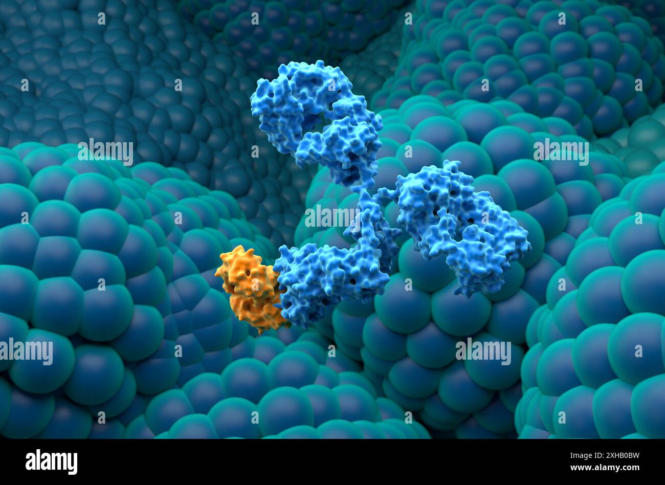 Monoclonal antibody treatment in Prostate cancer - closeup view 3d ...