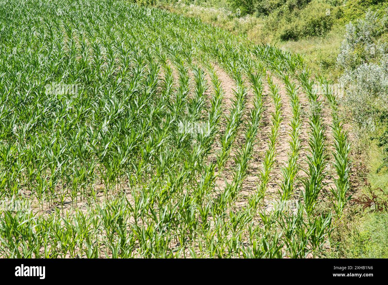 Cultivation of raw materials hi-res stock photography and images - Alamy